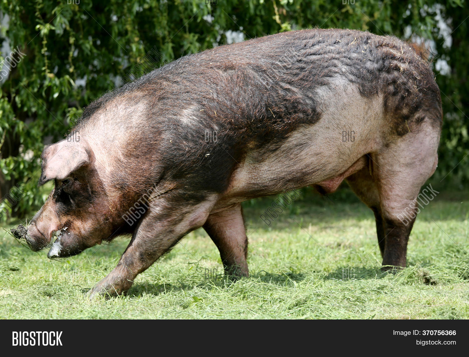 Household Domestic Image & Photo (Free Trial) | Bigstock