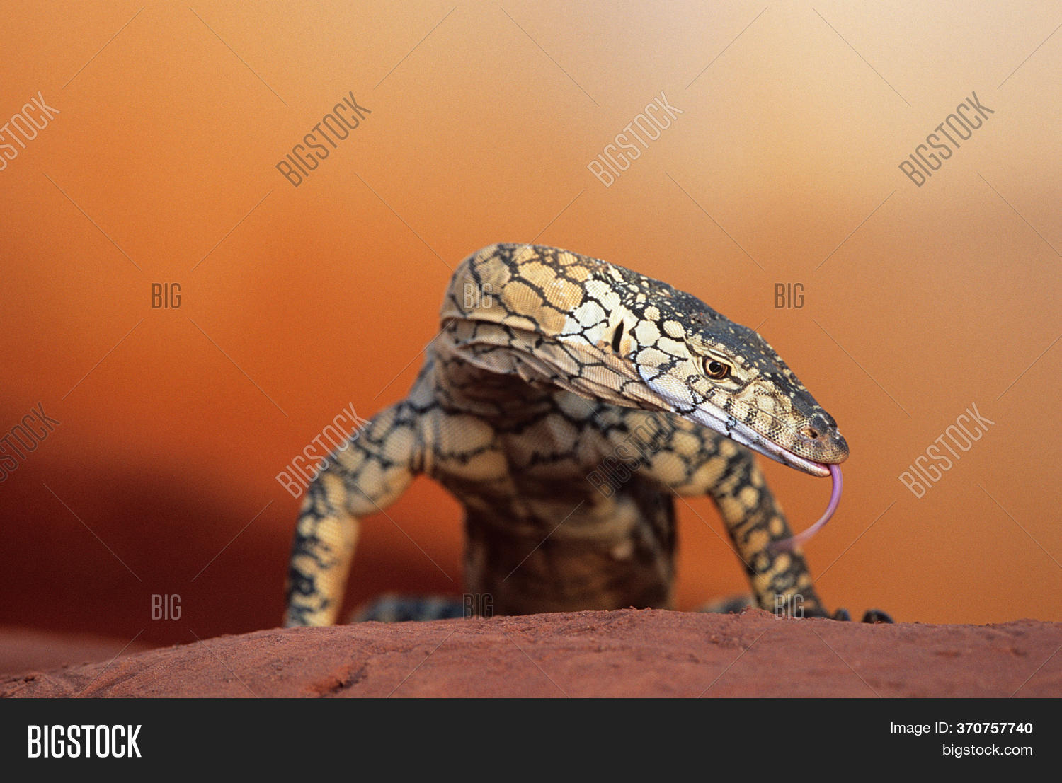 Portrait Goanna Desert Image & Photo (Free Trial) | Bigstock