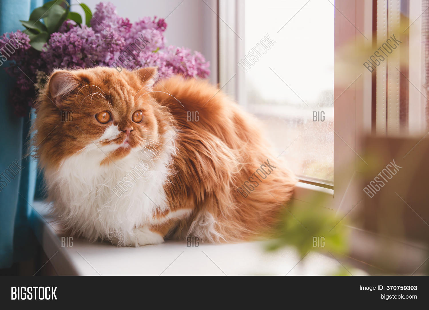 Fluffy Ginger Cat Sits Image & Photo (Free Trial) | Bigstock