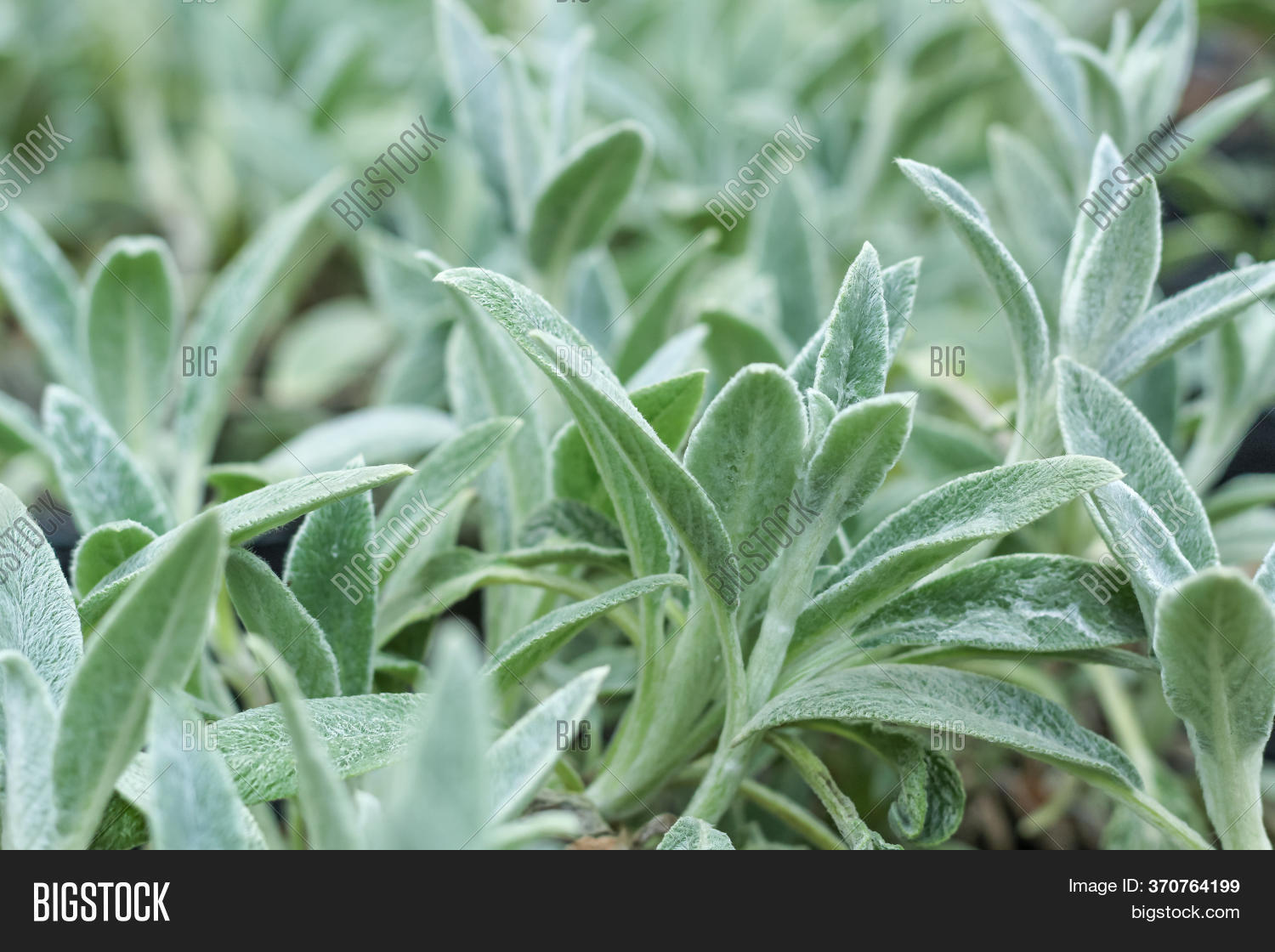 Mint Green Natural Image & Photo (Free Trial) | Bigstock
