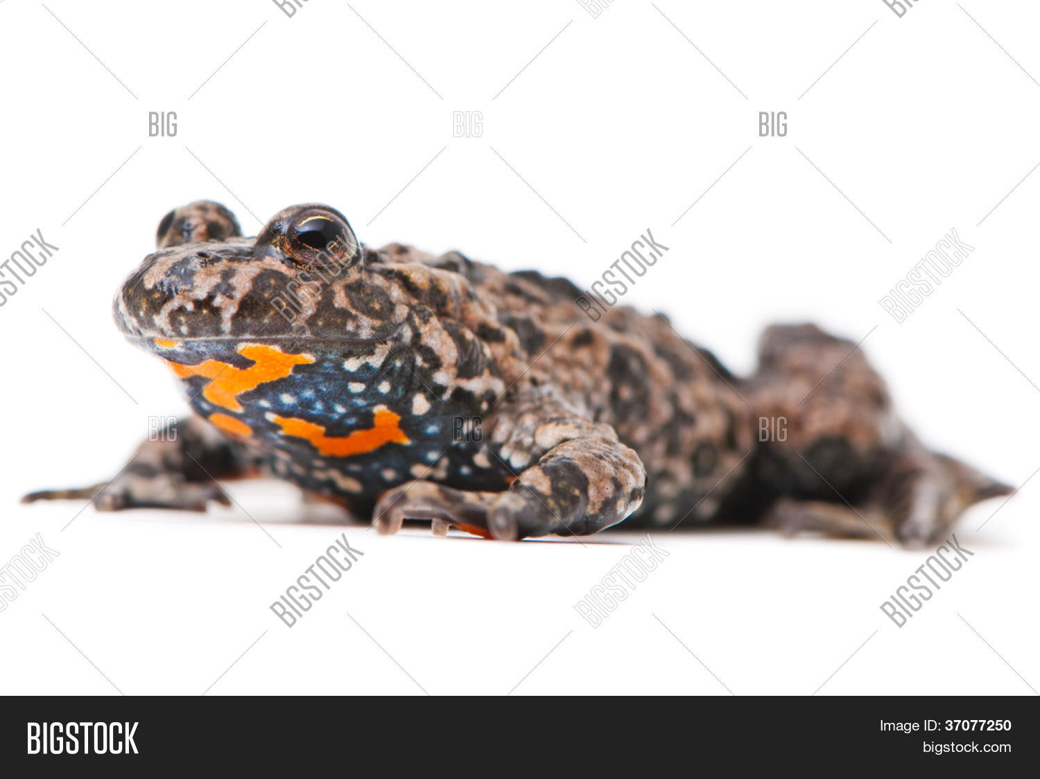 Bombina Bombina. Image & Photo (Free Trial) | Bigstock