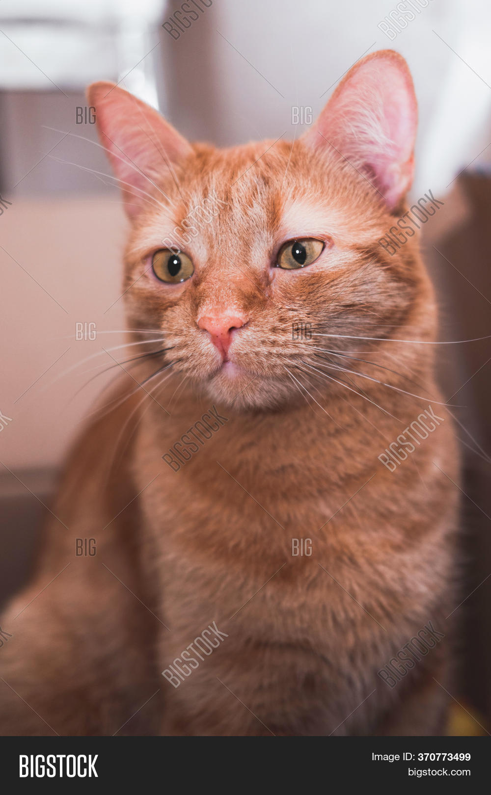 Red-striped Cat Image & Photo (Free Trial) | Bigstock