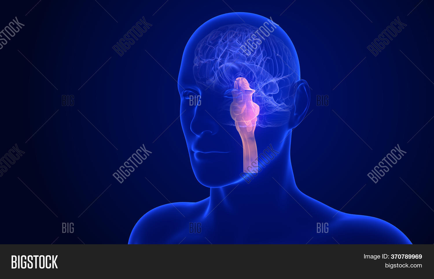 Brain Anatomy - Stem. Image & Photo (Free Trial) | Bigstock