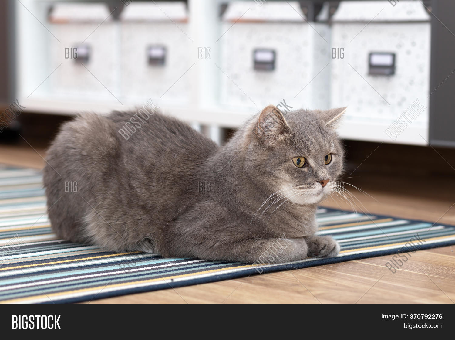 Gray Cat Rests Quietly Image & Photo (Free Trial) | Bigstock