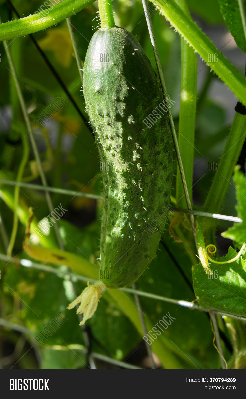 Cucumber Garden Close Image & Photo (Free Trial) | Bigstock