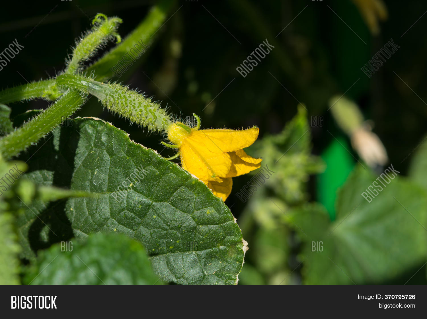 Yellow Cucumber Image & Photo (Free Trial) | Bigstock