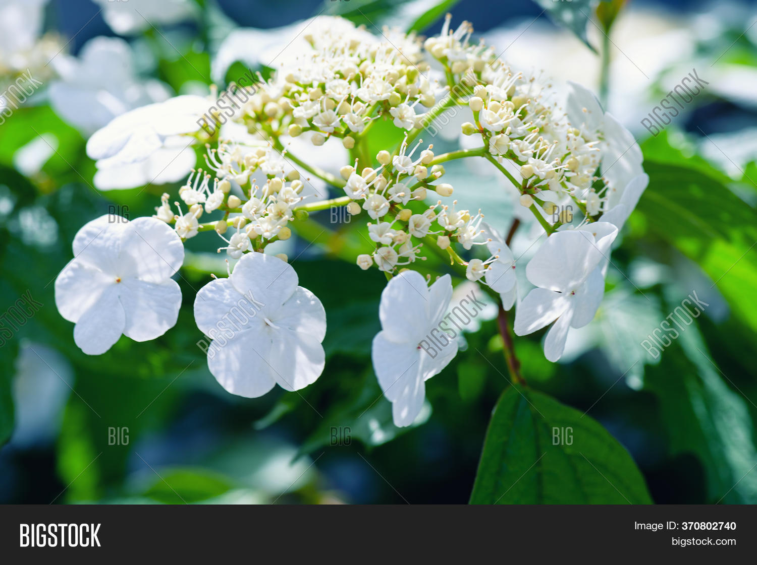 Blooming Viburnum Image & Photo (Free Trial) | Bigstock
