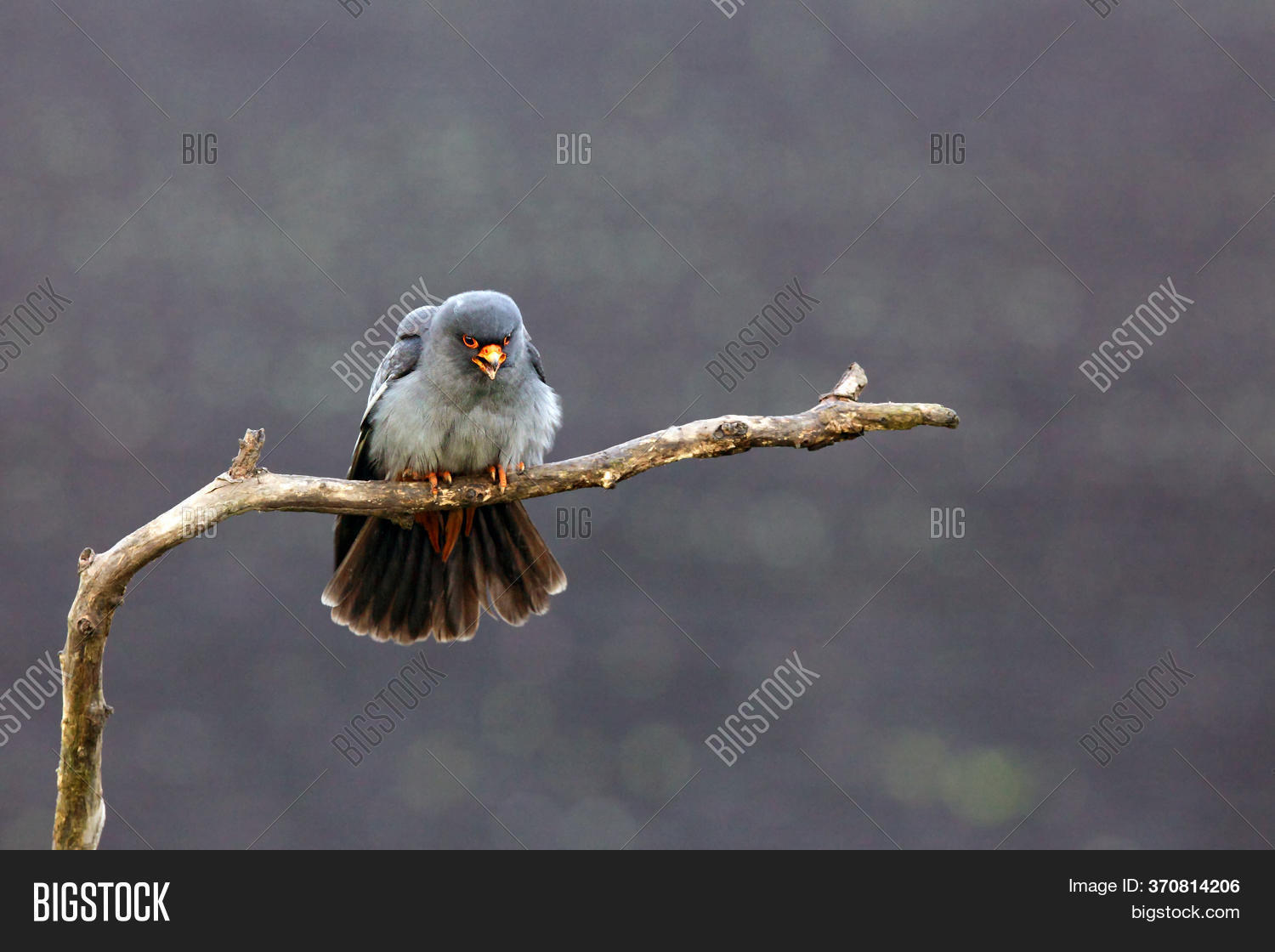 Red-footed Falcon ( Image & Photo (Free Trial) | Bigstock