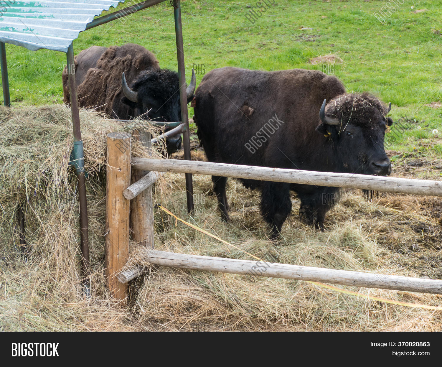 Bison Couple Fenced Image & Photo (Free Trial) | Bigstock
