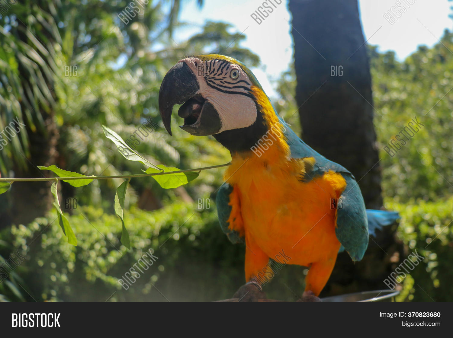 Beautiful Colorful Ara Image & Photo (Free Trial) | Bigstock