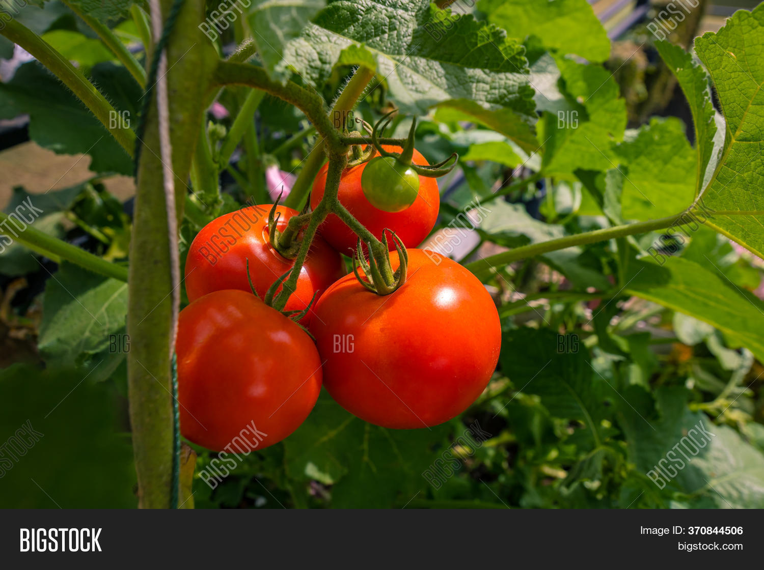 Beautiful Red Ripe Image & Photo (Free Trial) | Bigstock