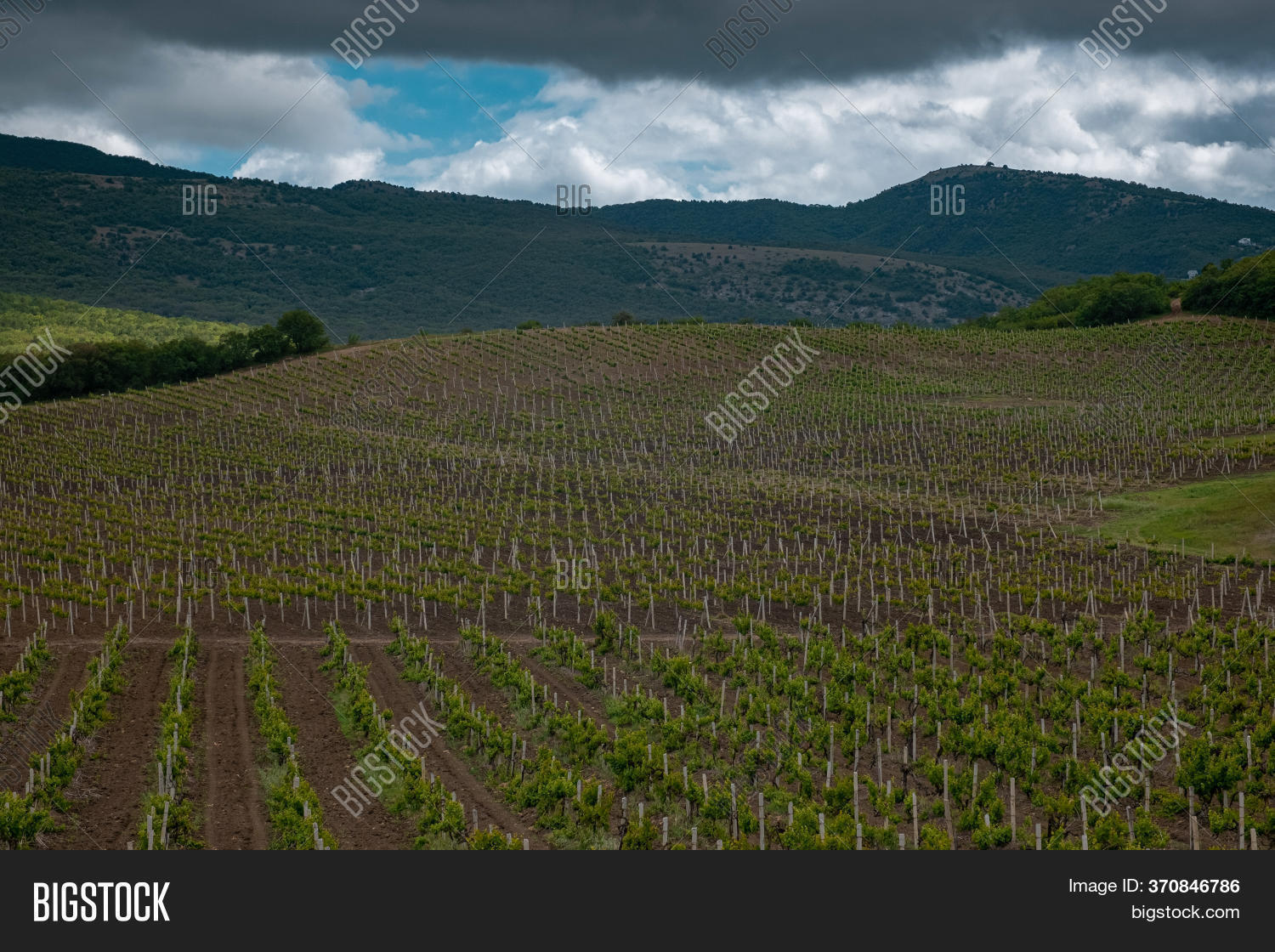 Green Spring Vine Image & Photo (Free Trial) | Bigstock