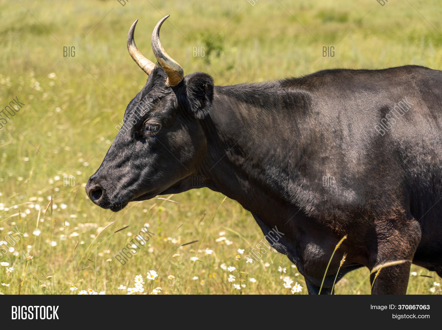 Ox Horn Of The Black