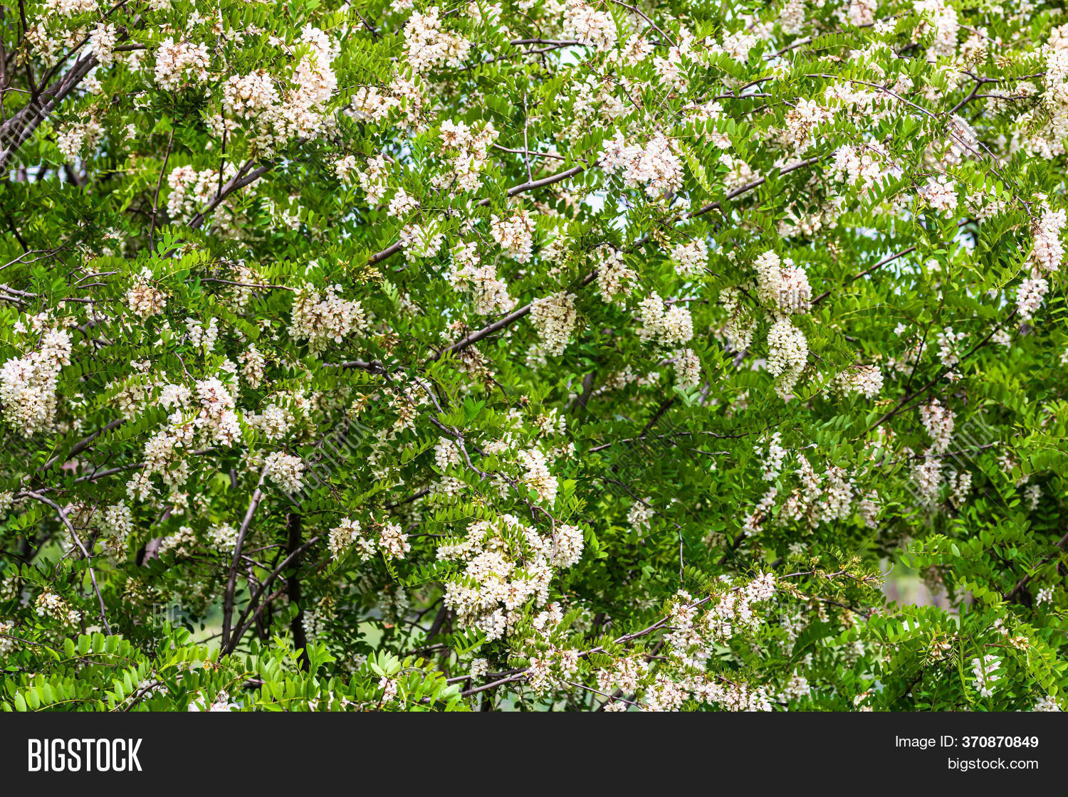 Blooming Acacia Tree ( Image & Photo (Free Trial) | Bigstock