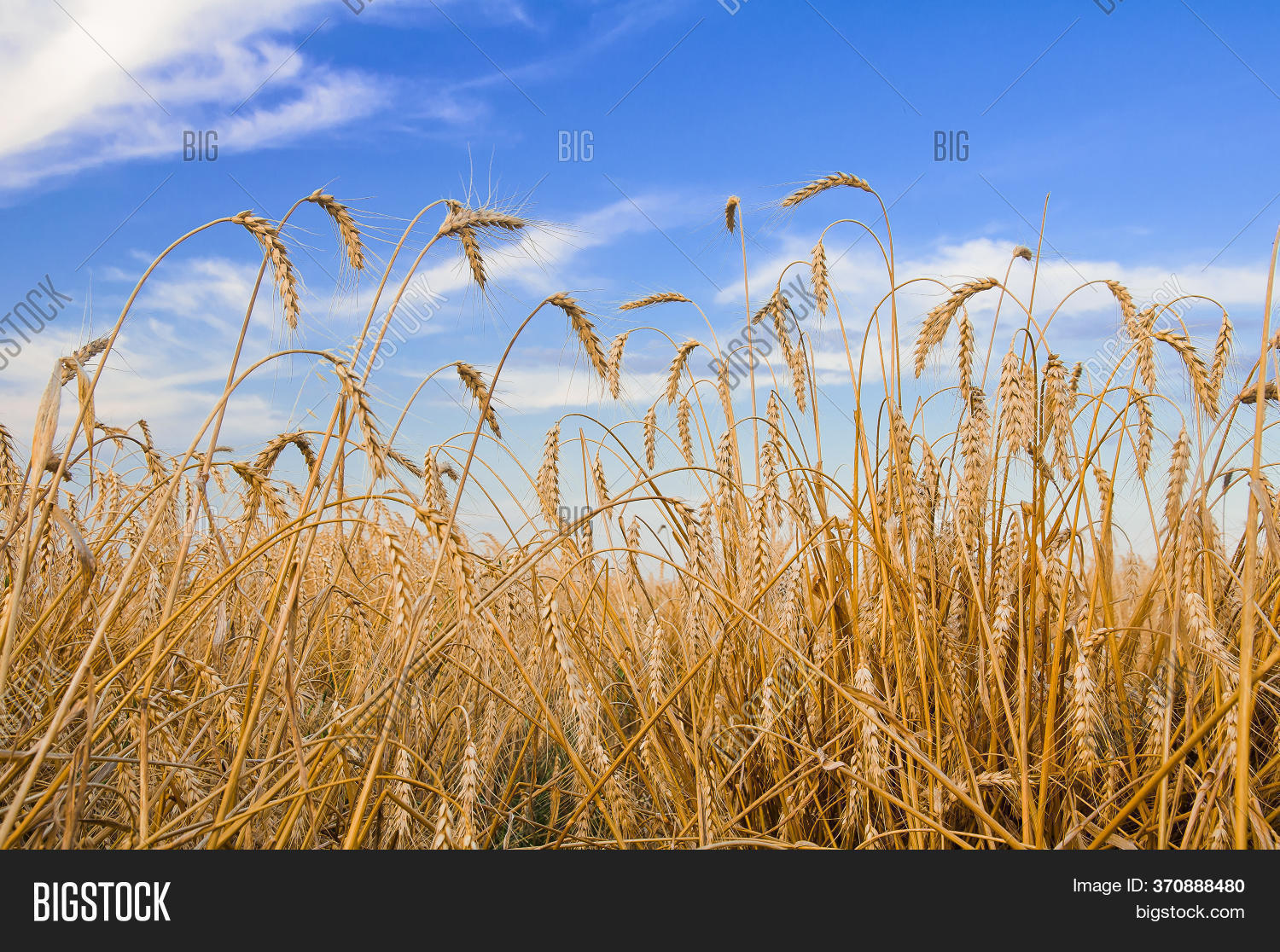 Field Wheat Spikes Image & Photo (Free Trial) | Bigstock