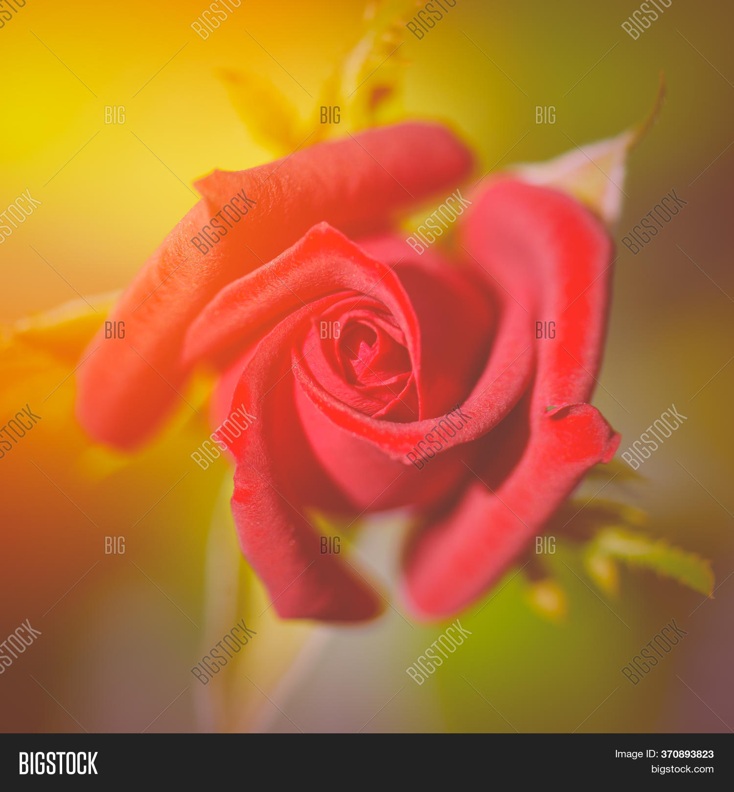 Fabulous Rose Fabulous Image & Photo (Free Trial) | Bigstock