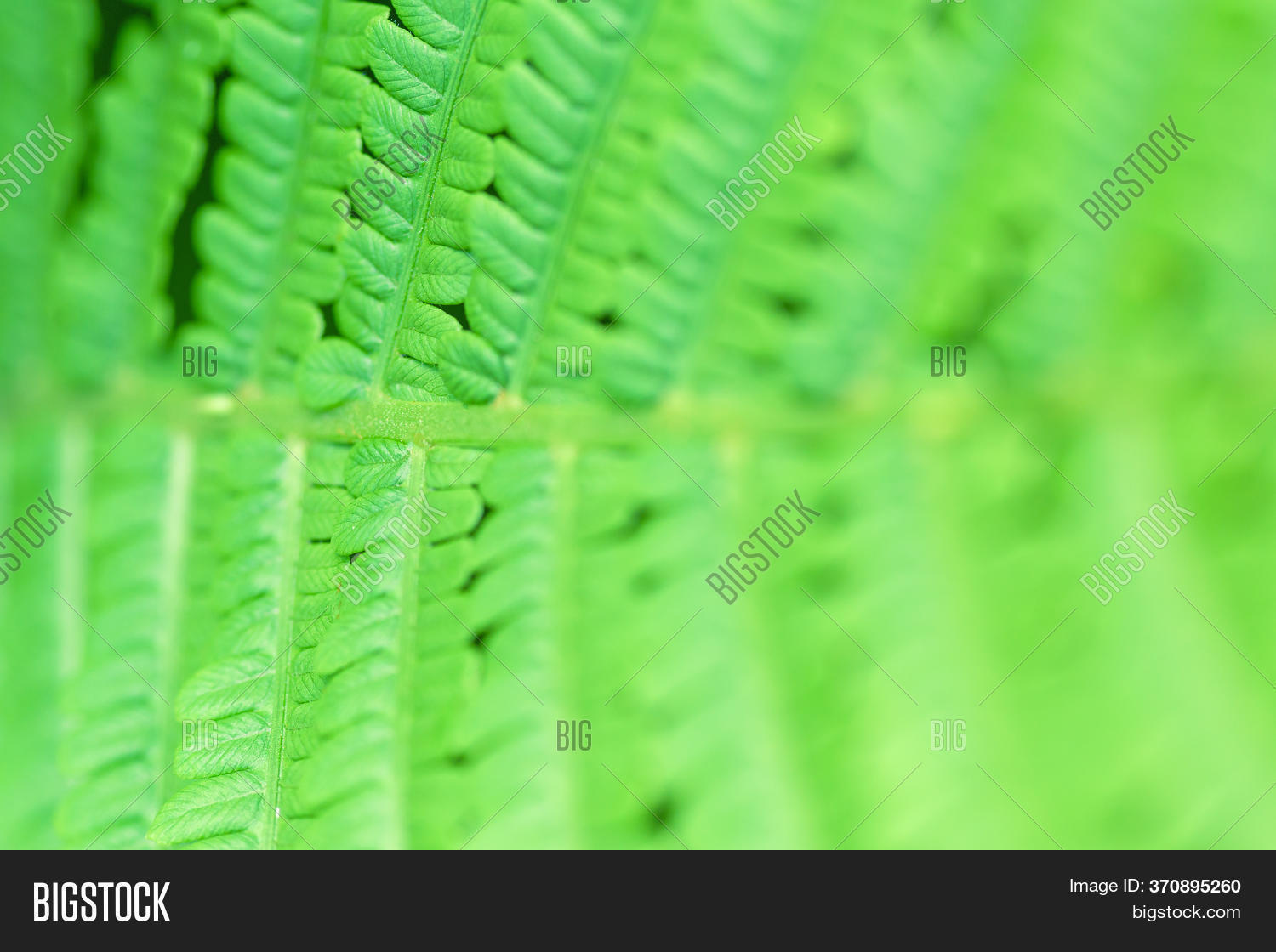 Fern Forest Close-. Image & Photo (Free Trial) | Bigstock