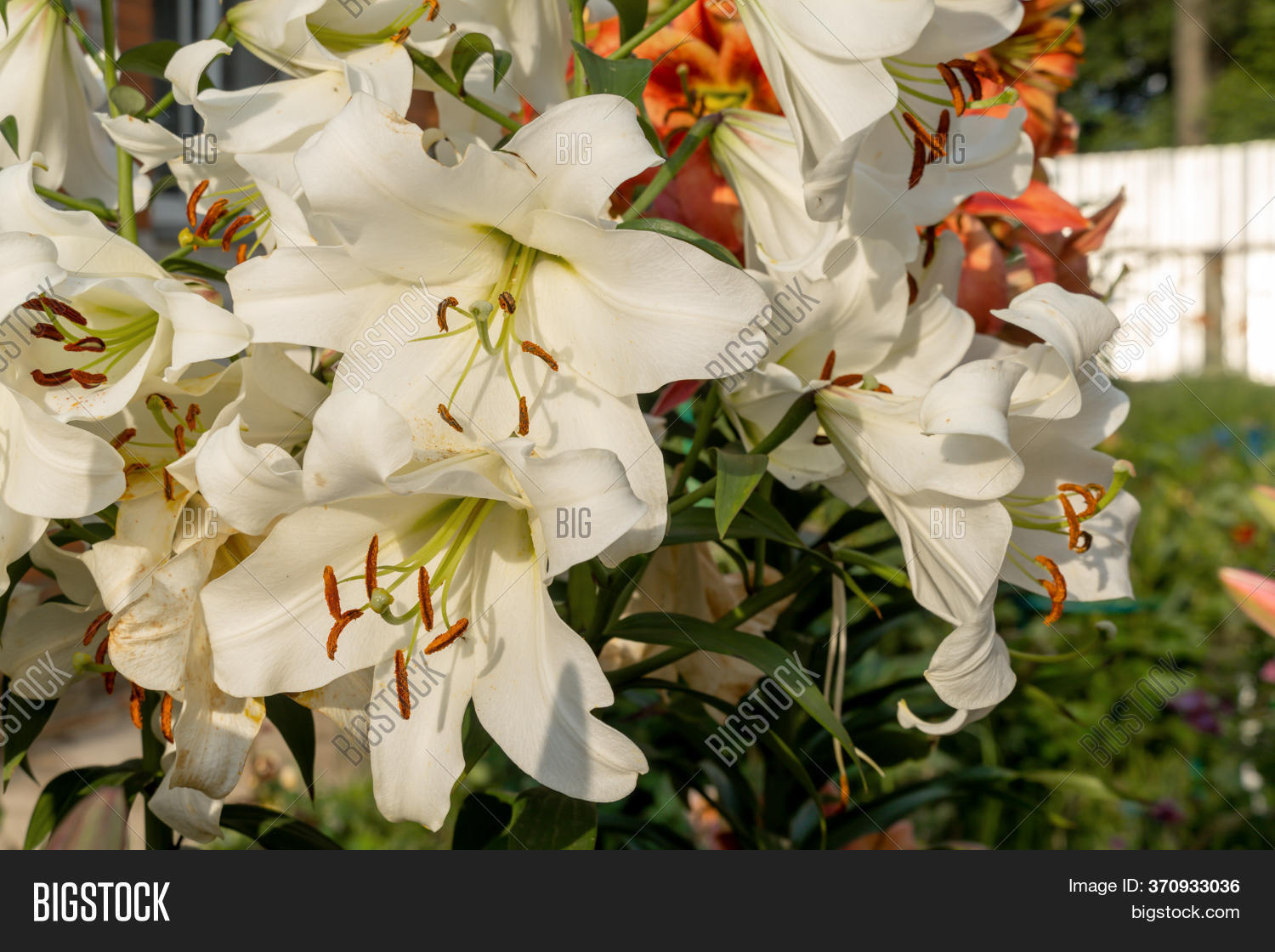Beautiful Lily White Image & Photo (Free Trial) | Bigstock