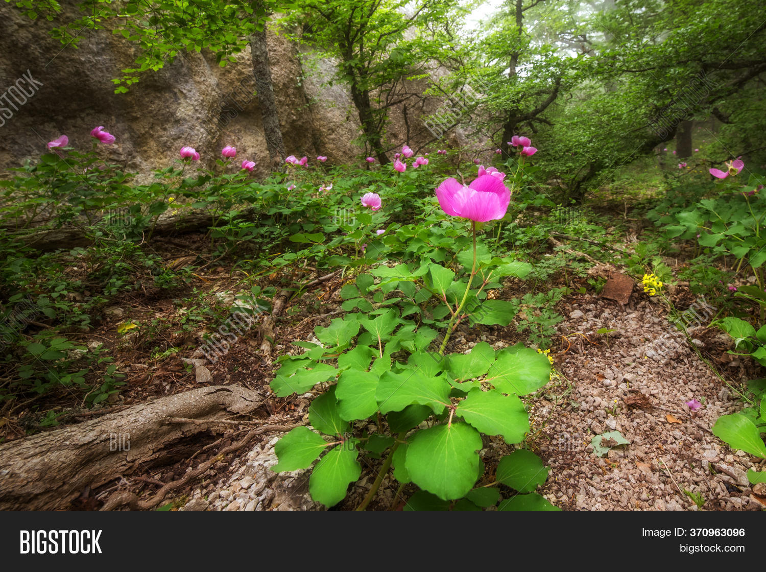 Spring, Wild Pink Image & Photo (Free Trial) | Bigstock
