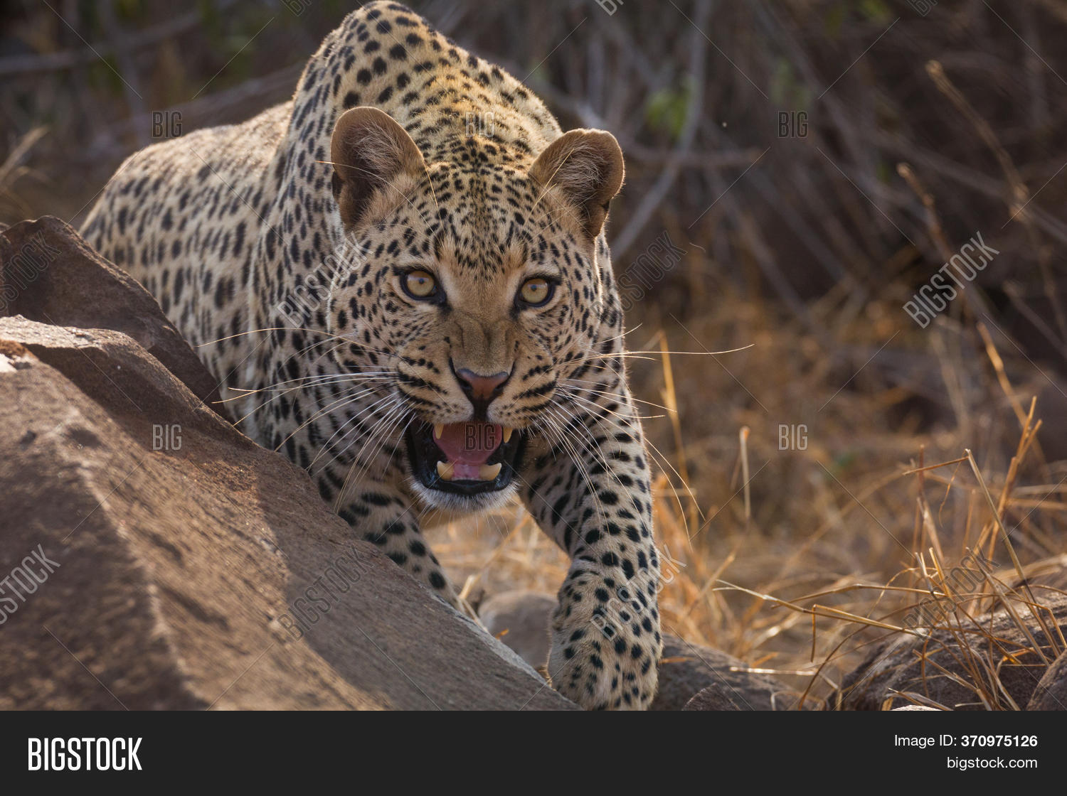 One Aggressive Adult Image & Photo (Free Trial) | Bigstock