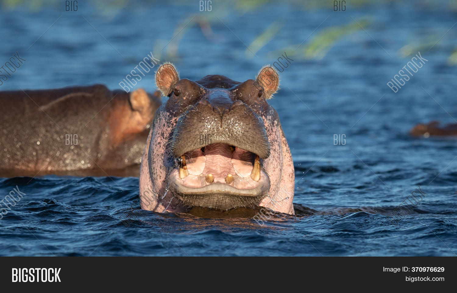 Hippo Close On Head Image & Photo (Free Trial) | Bigstock