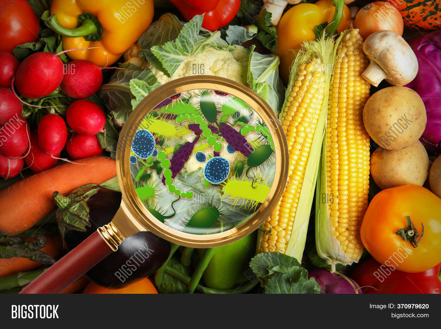Magnifying Glass Image & Photo (Free Trial) | Bigstock