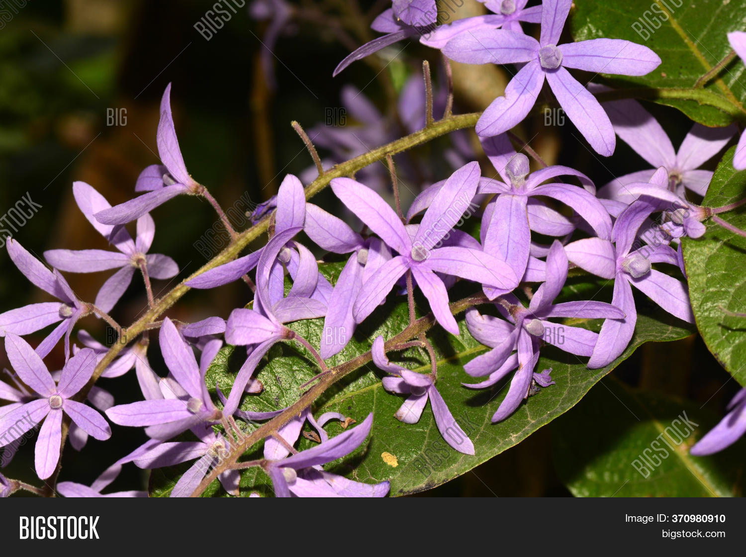 Blooming Violet Image & Photo (Free Trial) | Bigstock