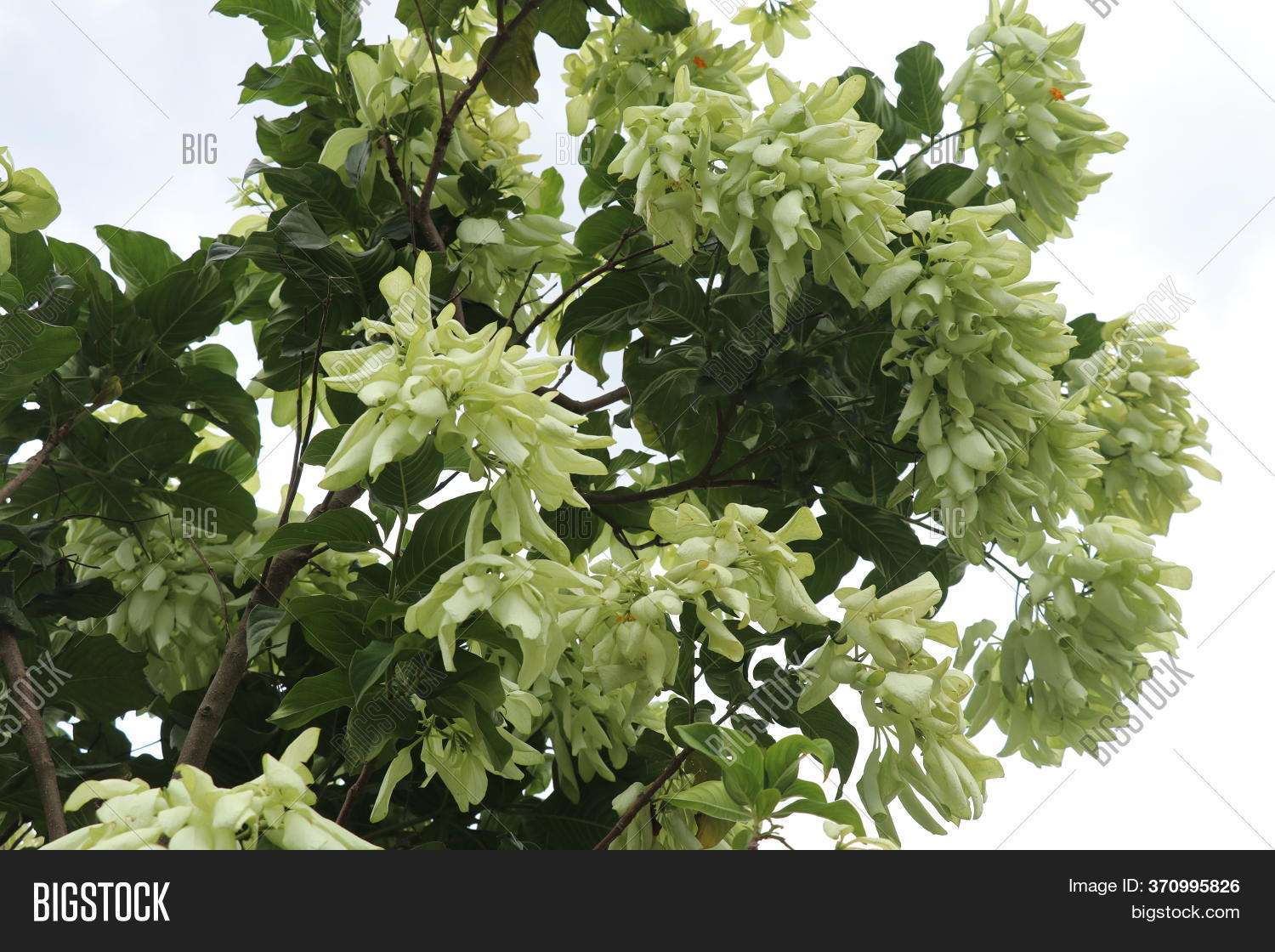 White Mussaenda Flower Image & Photo (Free Trial) | Bigstock