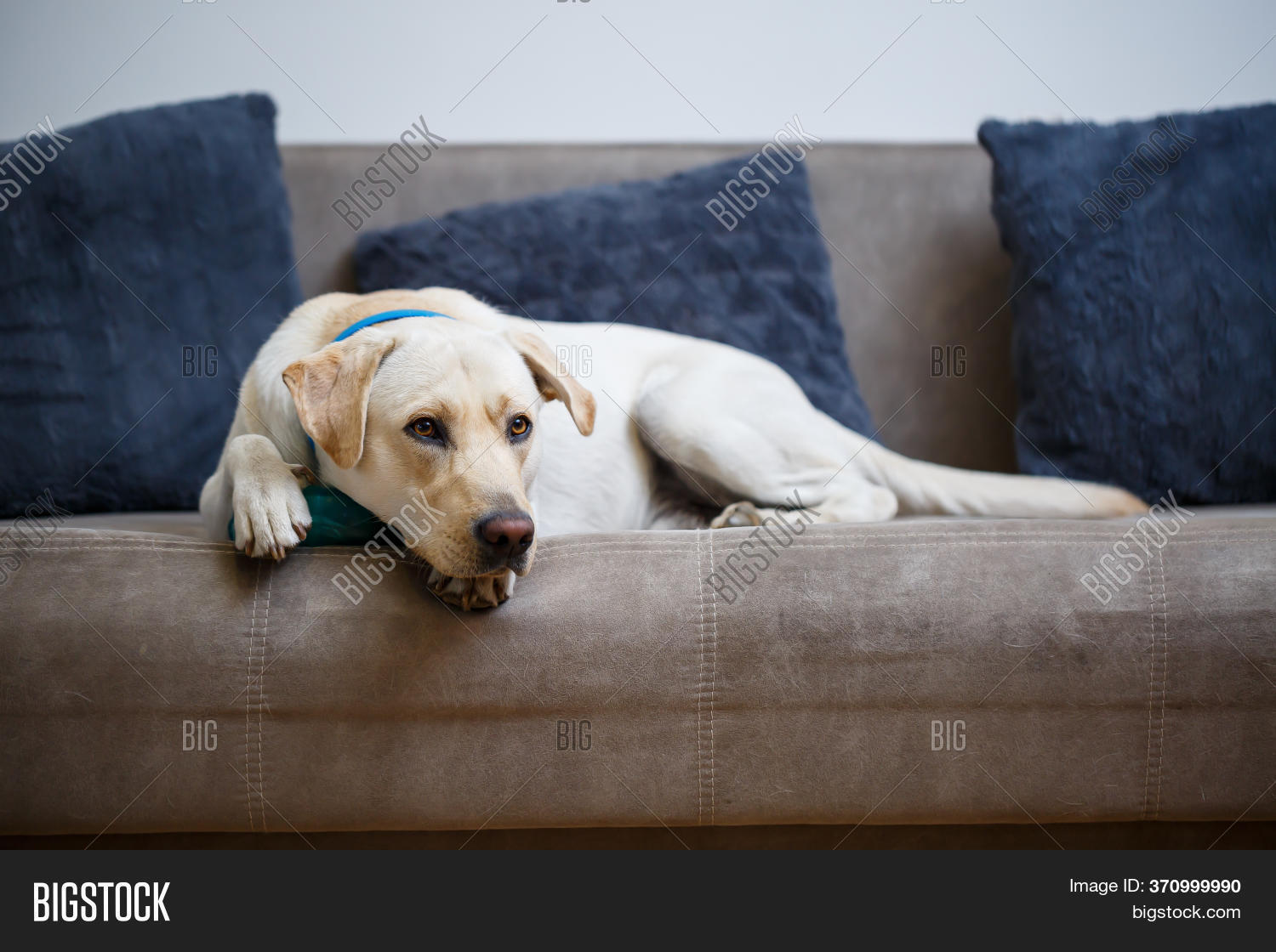 Large Yellow Labrador Image & Photo (Free Trial) | Bigstock