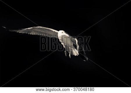 Confident Bird Leader Image & Photo (Free Trial) | Bigstock
