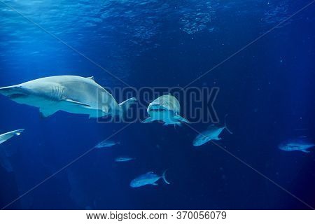 Great Lone Shark Ocean Image & Photo (Free Trial) | Bigstock