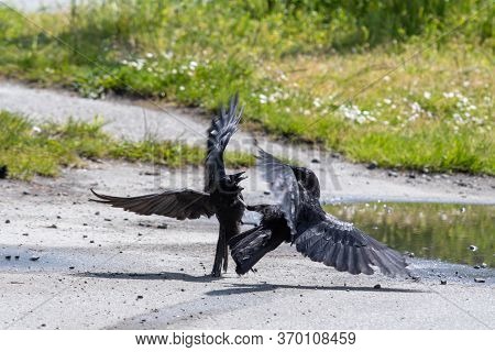 Two Crows Fighting Image & Photo (Free Trial) | Bigstock