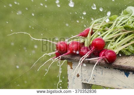 Fresh Radishes On Old Image & Photo (Free Trial) | Bigstock