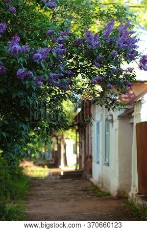 Blossom Lilacs Tree Image & Photo (Free Trial) | Bigstock