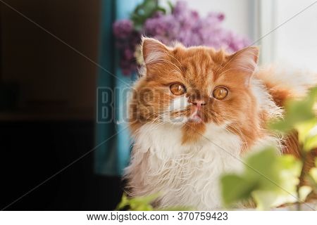 Fluffy Ginger Cat Sits Image & Photo (Free Trial) | Bigstock