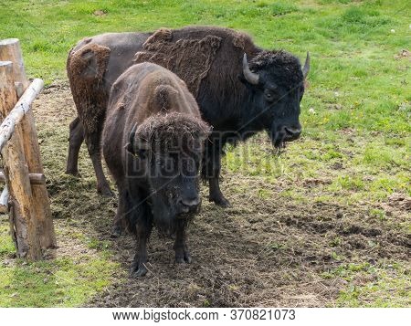 Bison Couple Fenced Image & Photo (Free Trial) | Bigstock