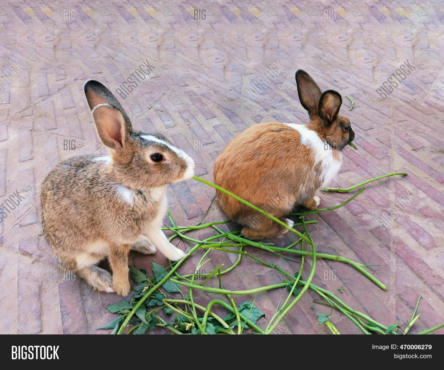 Rabbits Domestic Bunny Image & Photo (Free Trial) | Bigstock