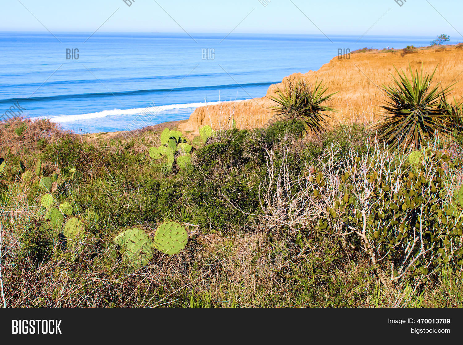 Yucca Prickly Pear Image & Photo (Free Trial) | Bigstock