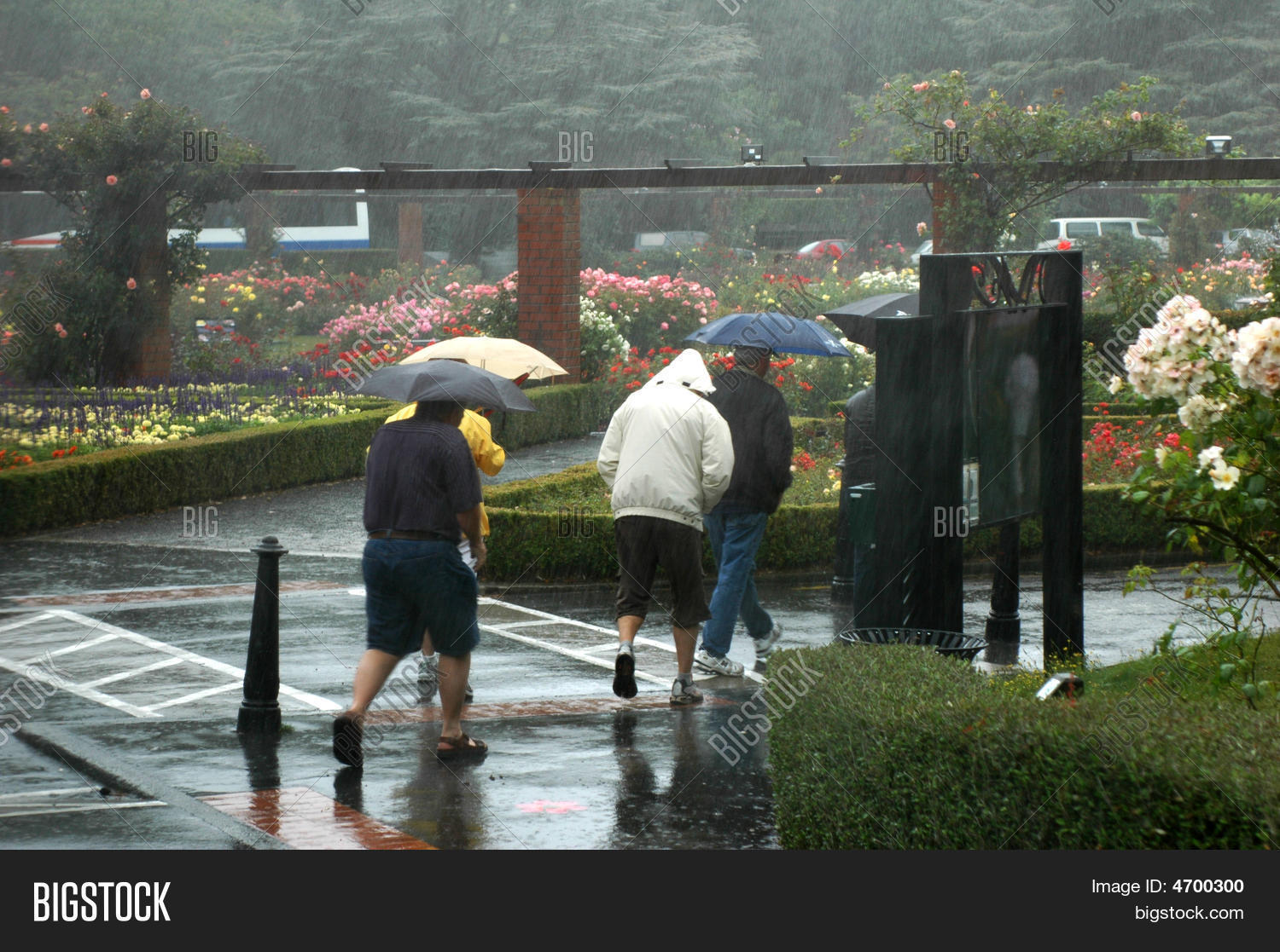 People Walking Rain Image & Photo (Free Trial) | Bigstock