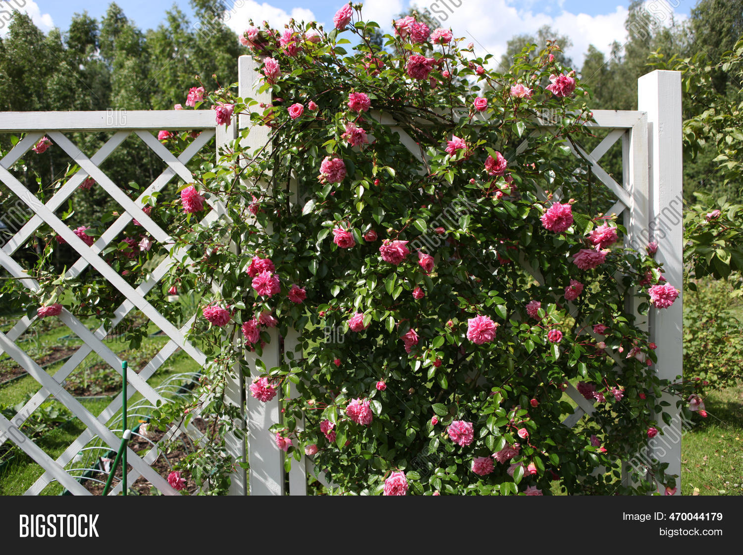 Climbing Rose, White Image & Photo (Free Trial) | Bigstock