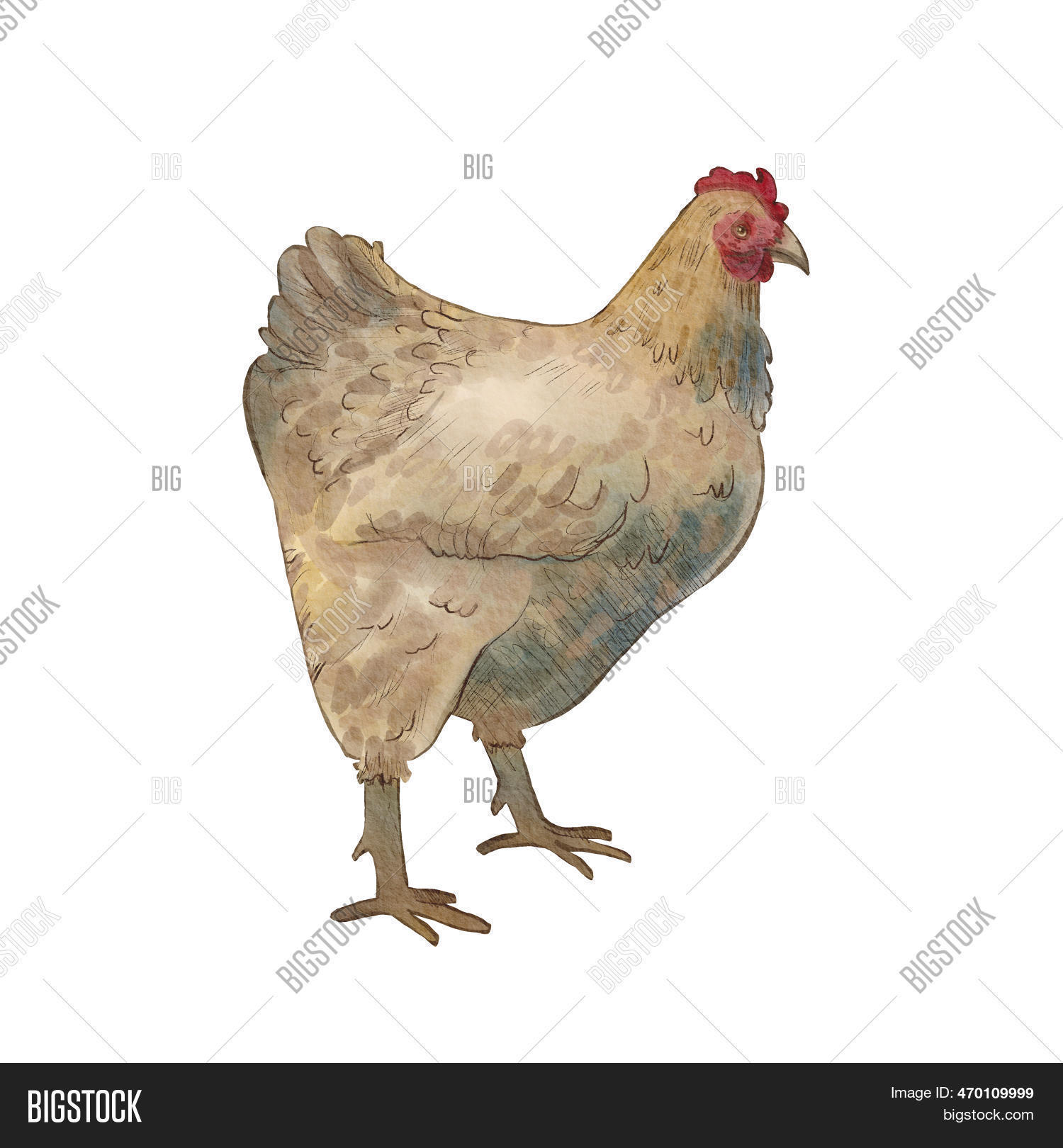 White Chicken Isolated Image & Photo (Free Trial) | Bigstock