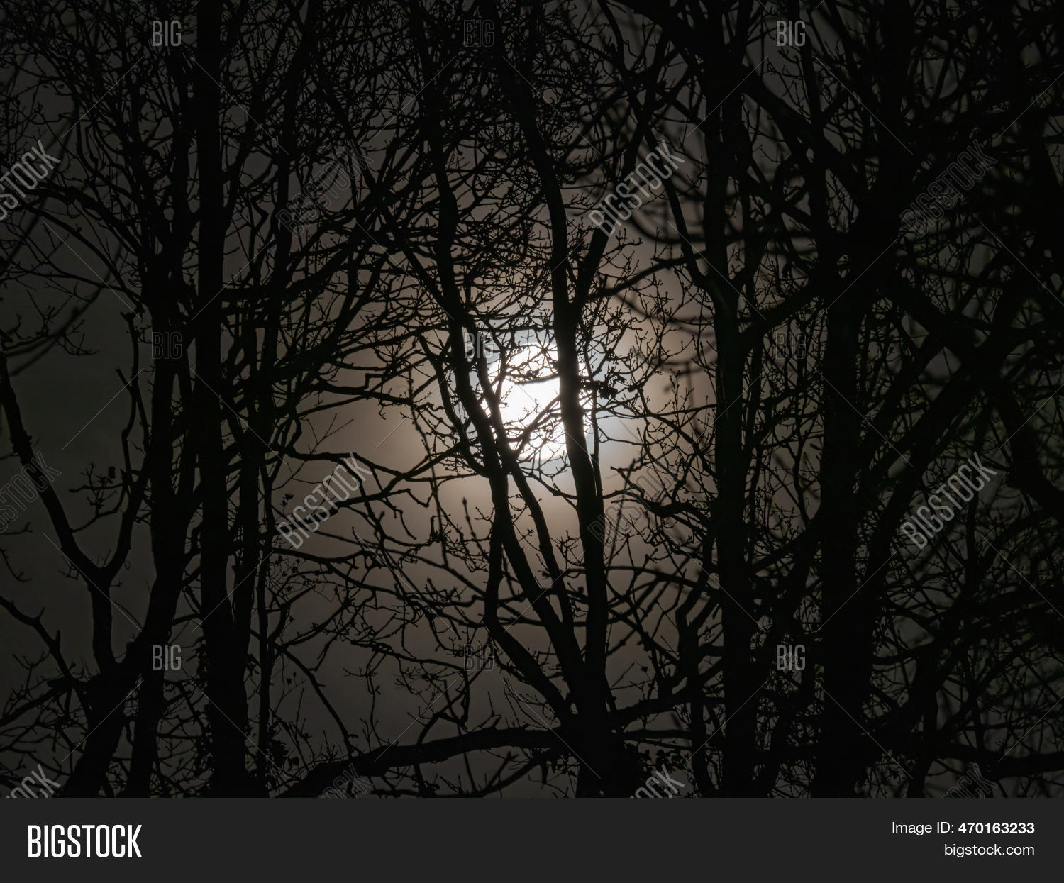 Full Moon Through Image & Photo (Free Trial) | Bigstock