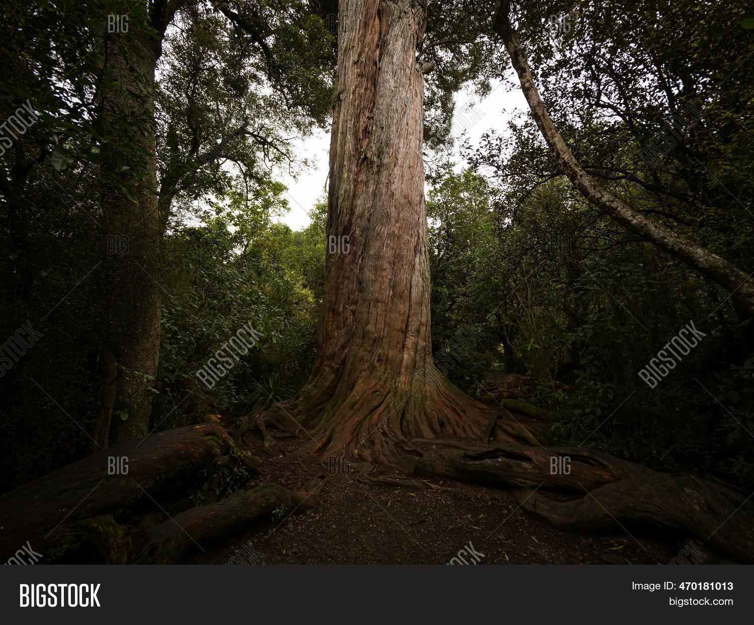 Massive Ancient Native Image & Photo (Free Trial) | Bigstock