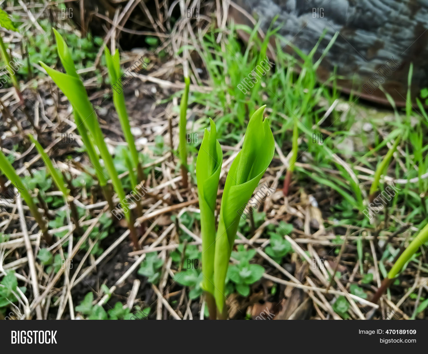Stalks Lilies Valley Image & Photo (Free Trial) | Bigstock