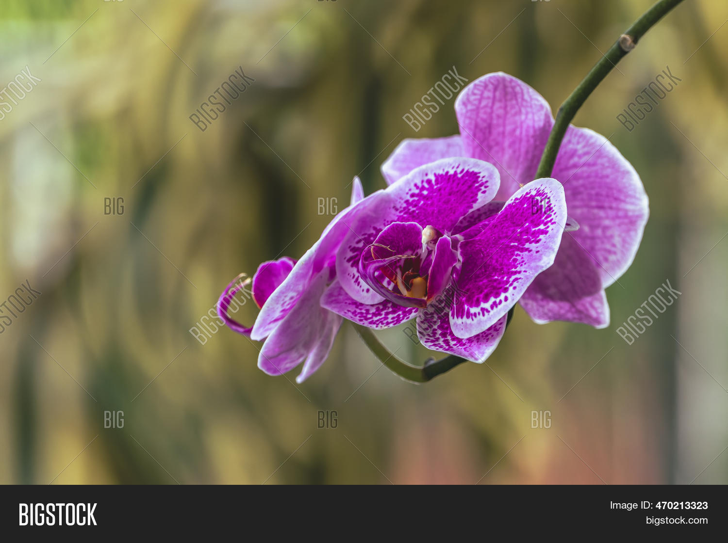 Bright Purple Blooming Image & Photo (Free Trial) | Bigstock