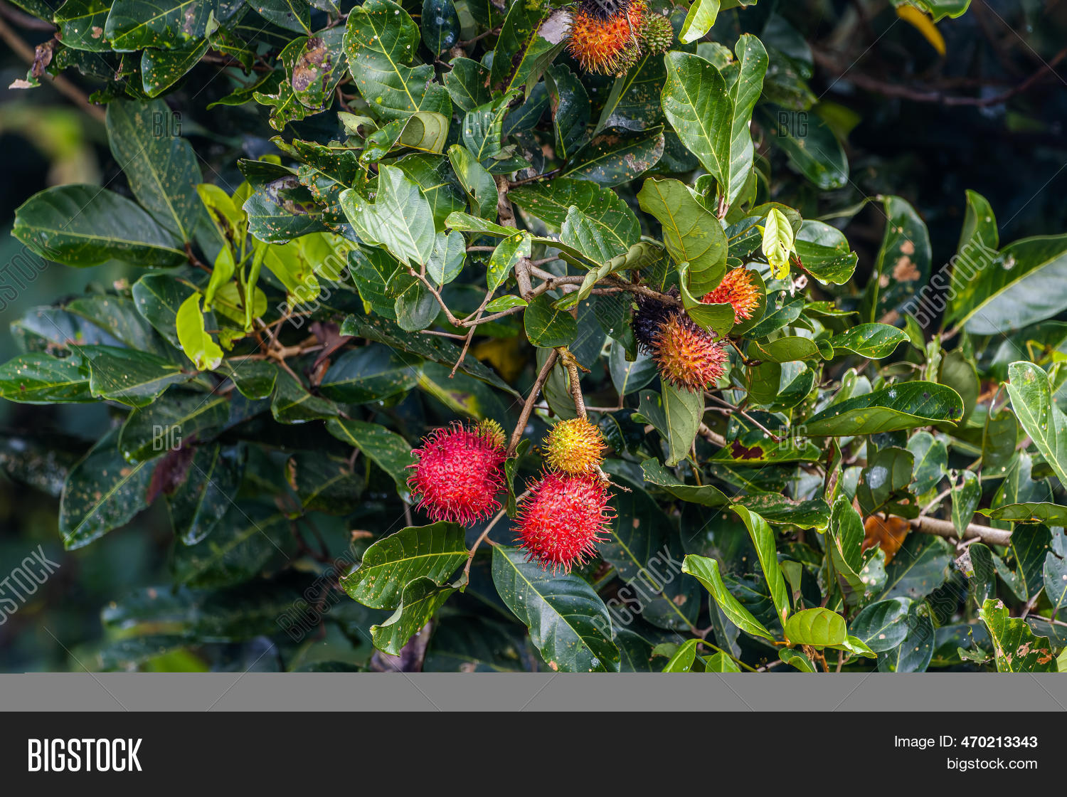 Rambutan Tree Has Image & Photo (Free Trial) | Bigstock
