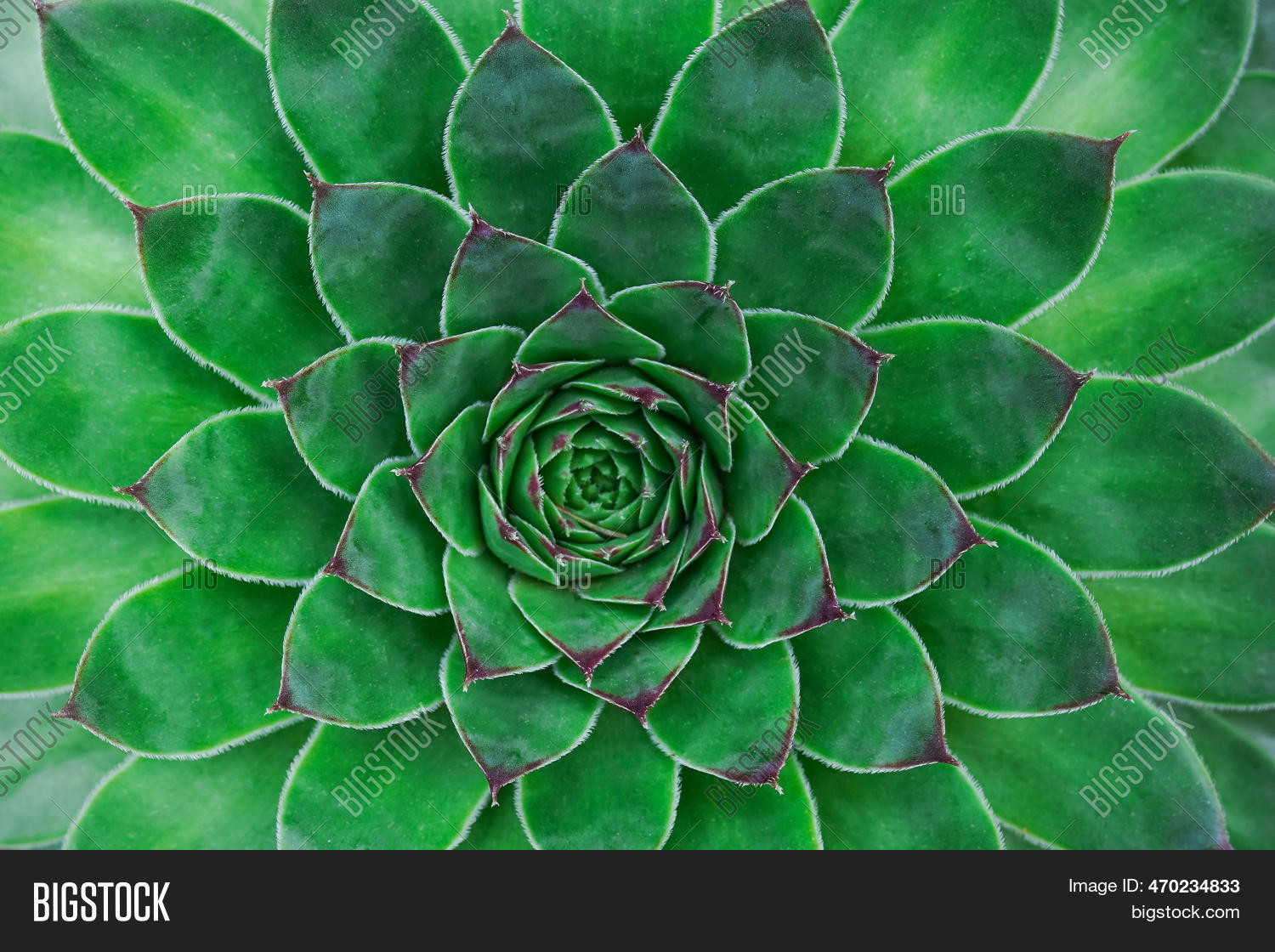 Succulent Background. Image & Photo (Free Trial) | Bigstock