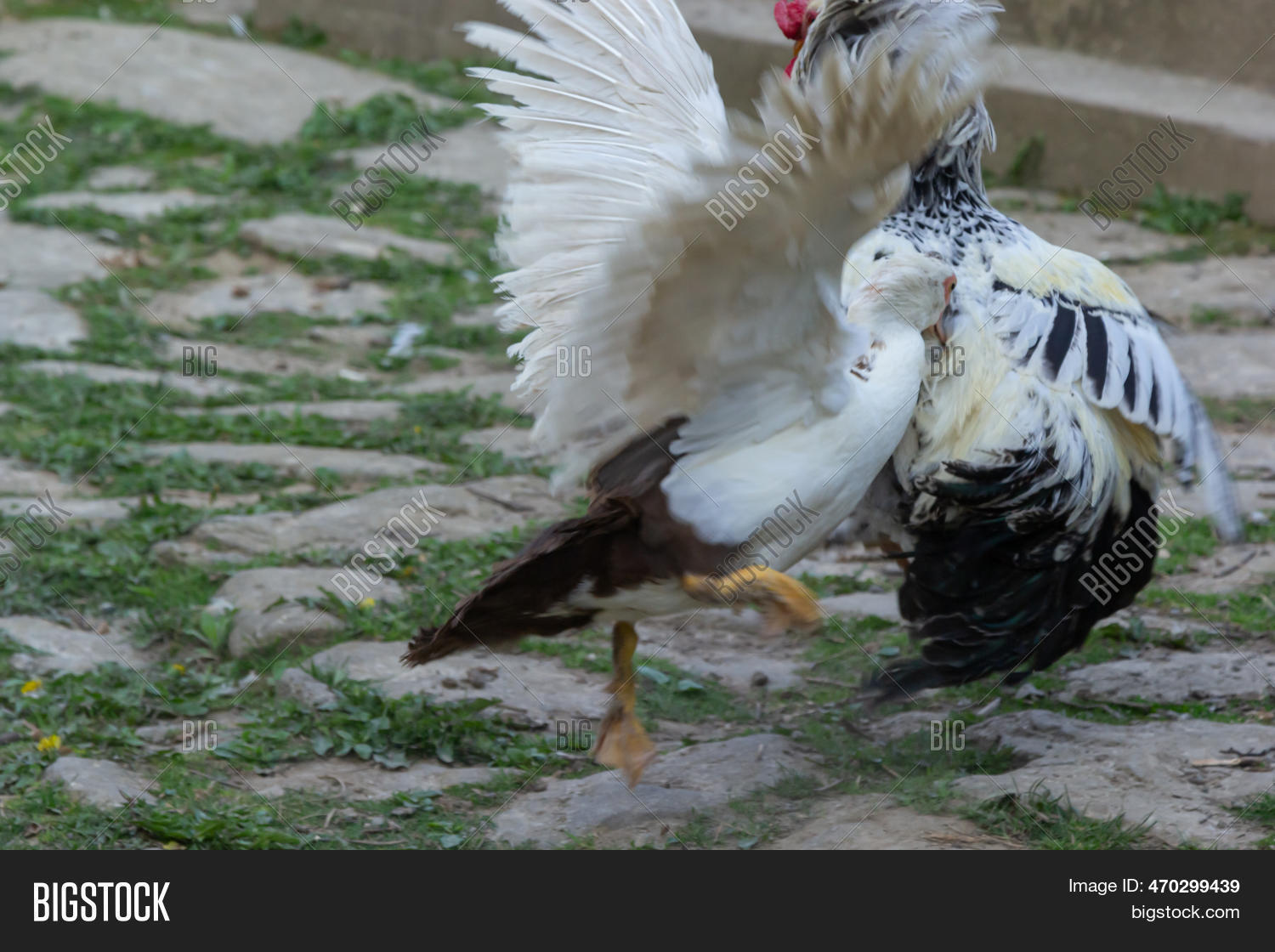 Red Hen On Farm. Image & Photo (Free Trial) | Bigstock