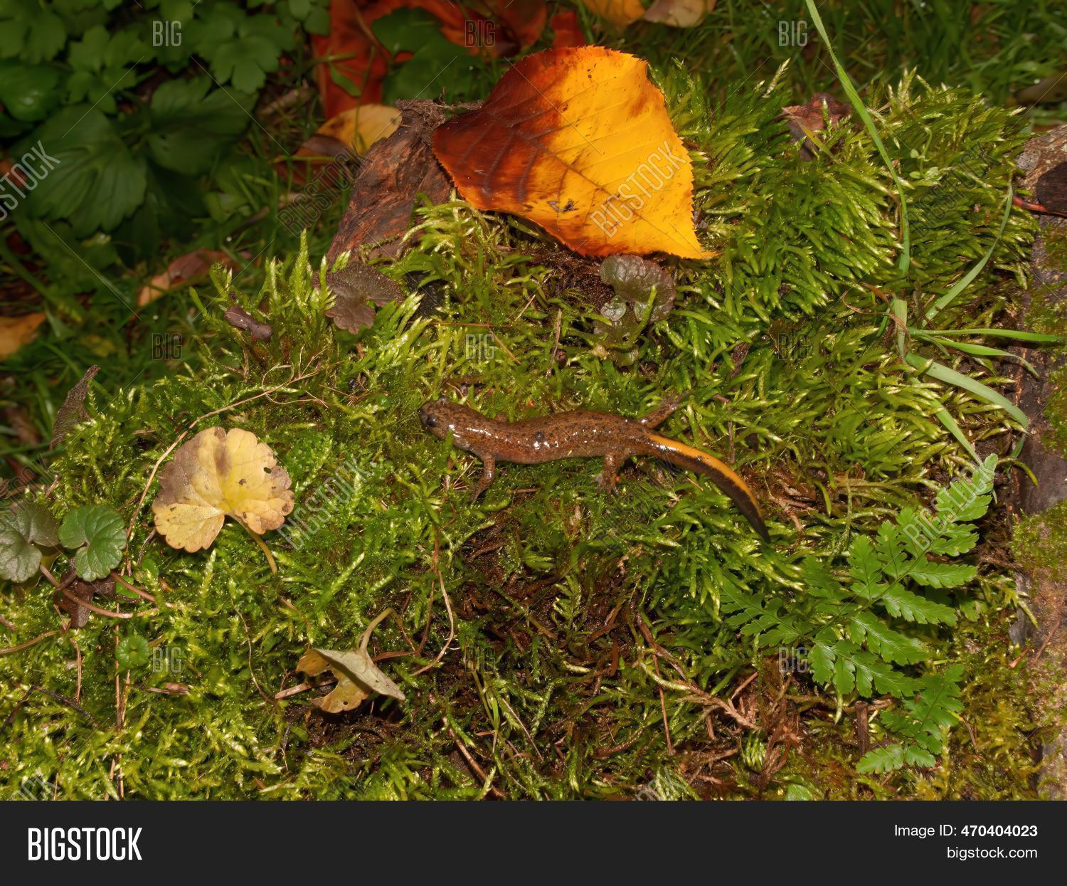 Natural Closeup Rare Image & Photo (Free Trial) | Bigstock