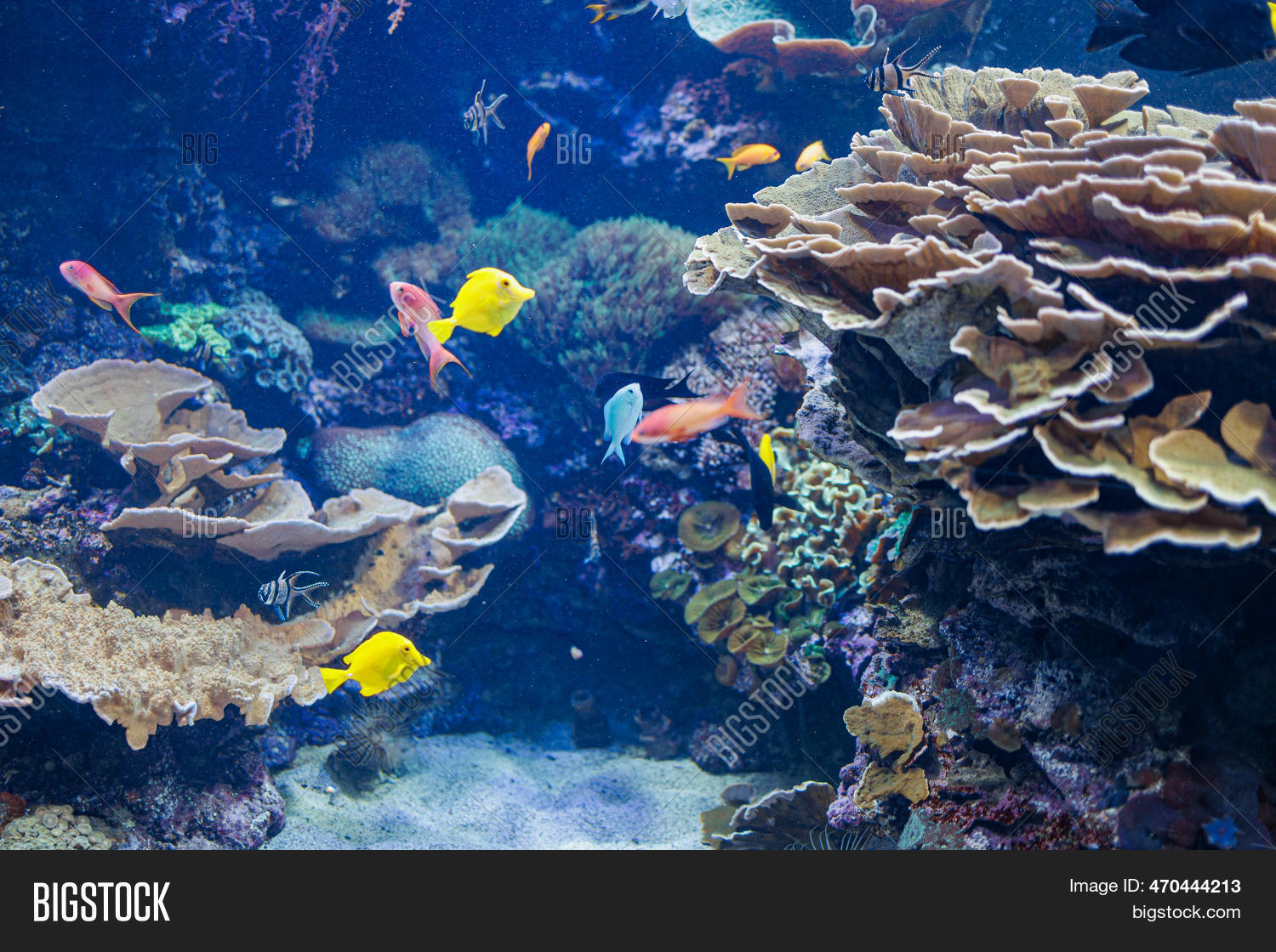 Fishes Corals Inside Image & Photo (Free Trial) | Bigstock